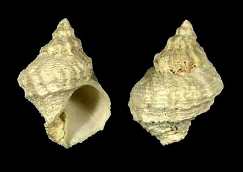 骨螺总科 Muricacea 蓝色动物学（中国动物学科普）